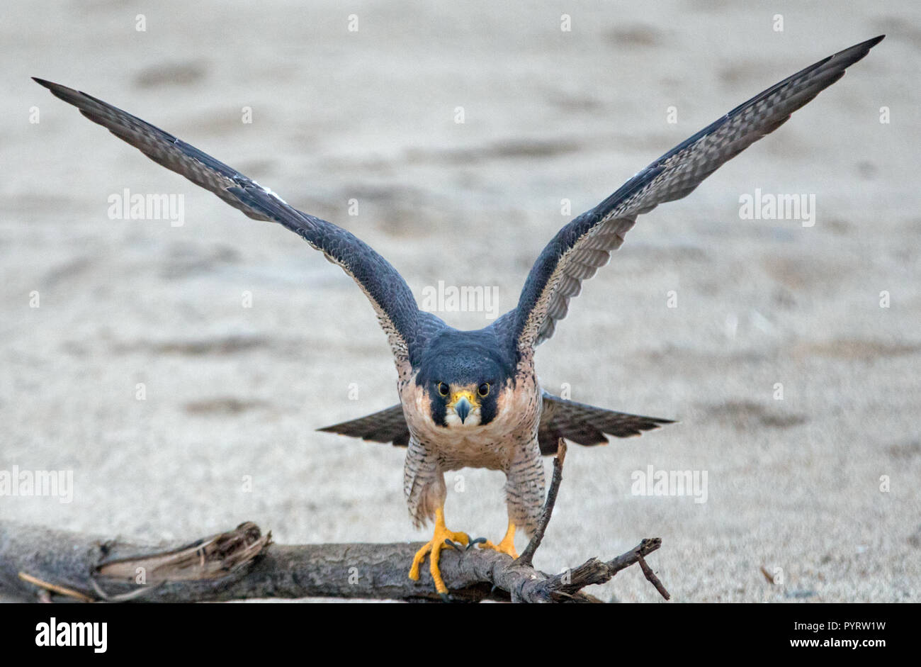 Hawk Wings Stock Photos & Hawk Wings Stock Images - Alamy