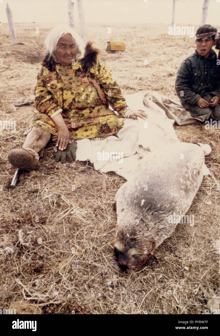 6/18/1973 - Eskimo woman with young harbor seal, to be used for food ...