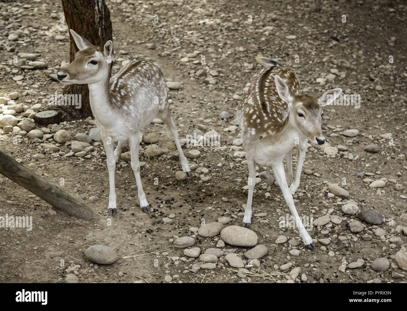 Wild deer in a farm, mammal detail Stock Photo - Alamy