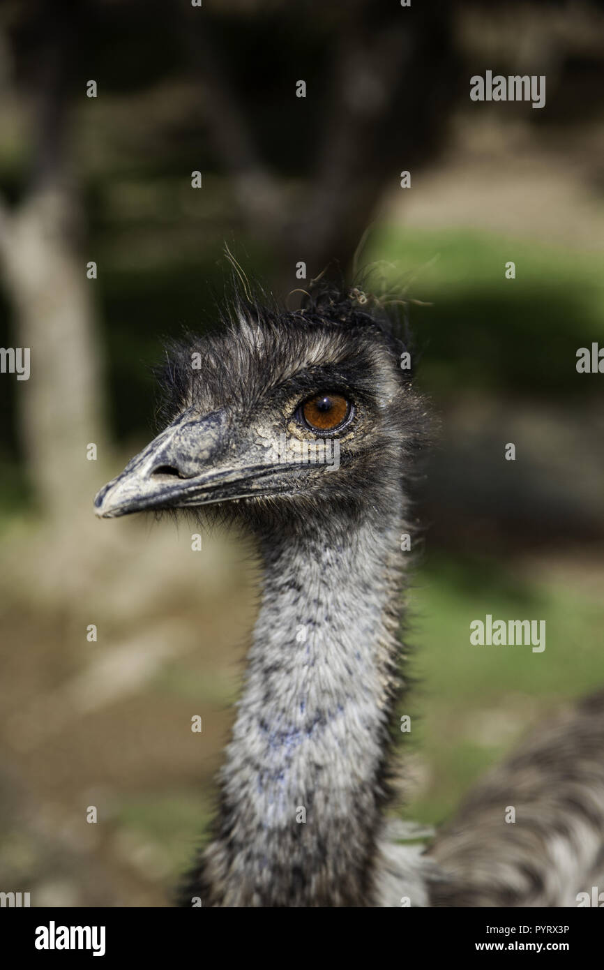 Ostrich head, detail of the largest bird in the world Stock Photo - Alamy