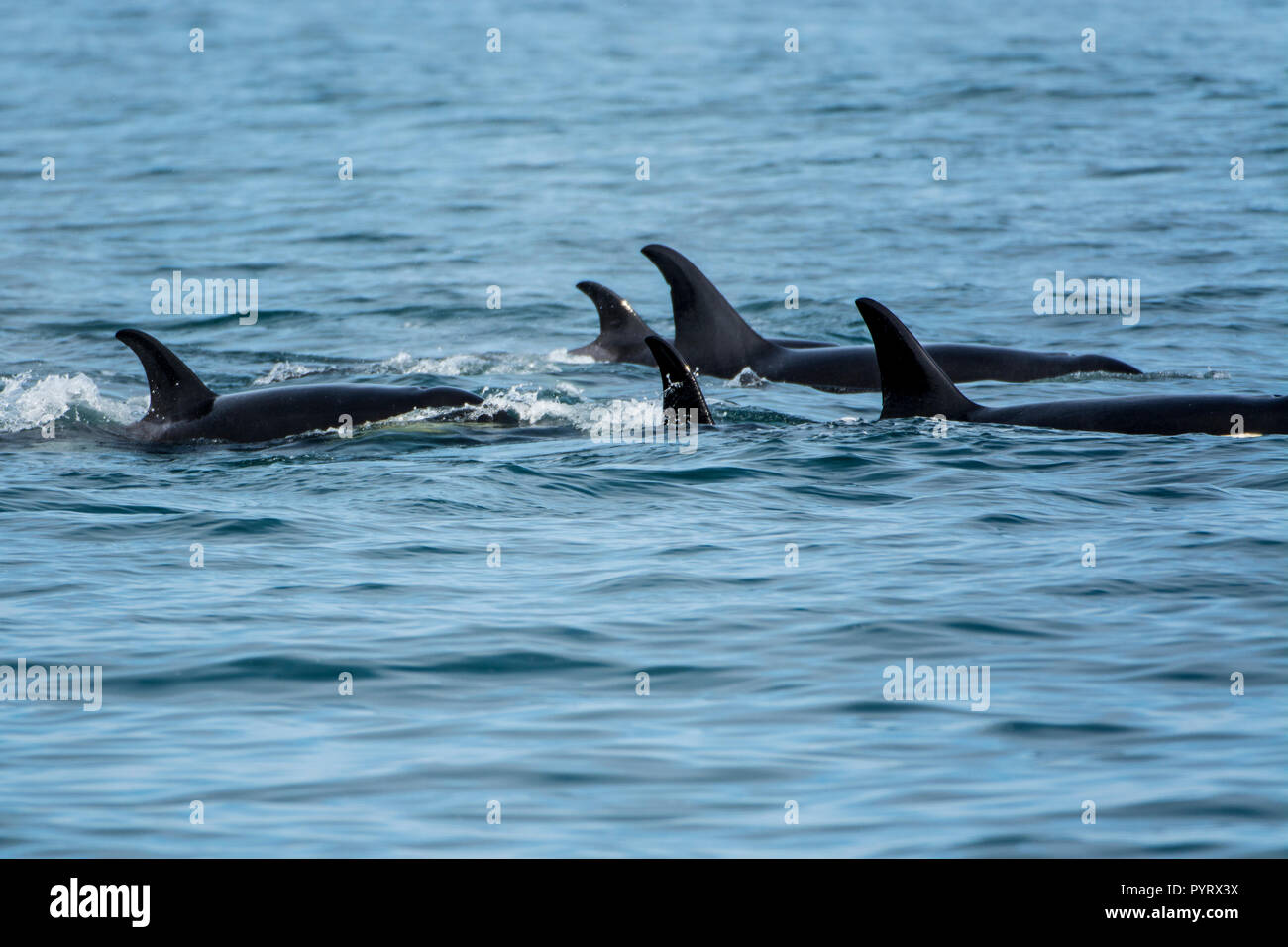 Killer whale or orca pod (Orcinus orca), Resurrection Bay, Kenai Fjords ...