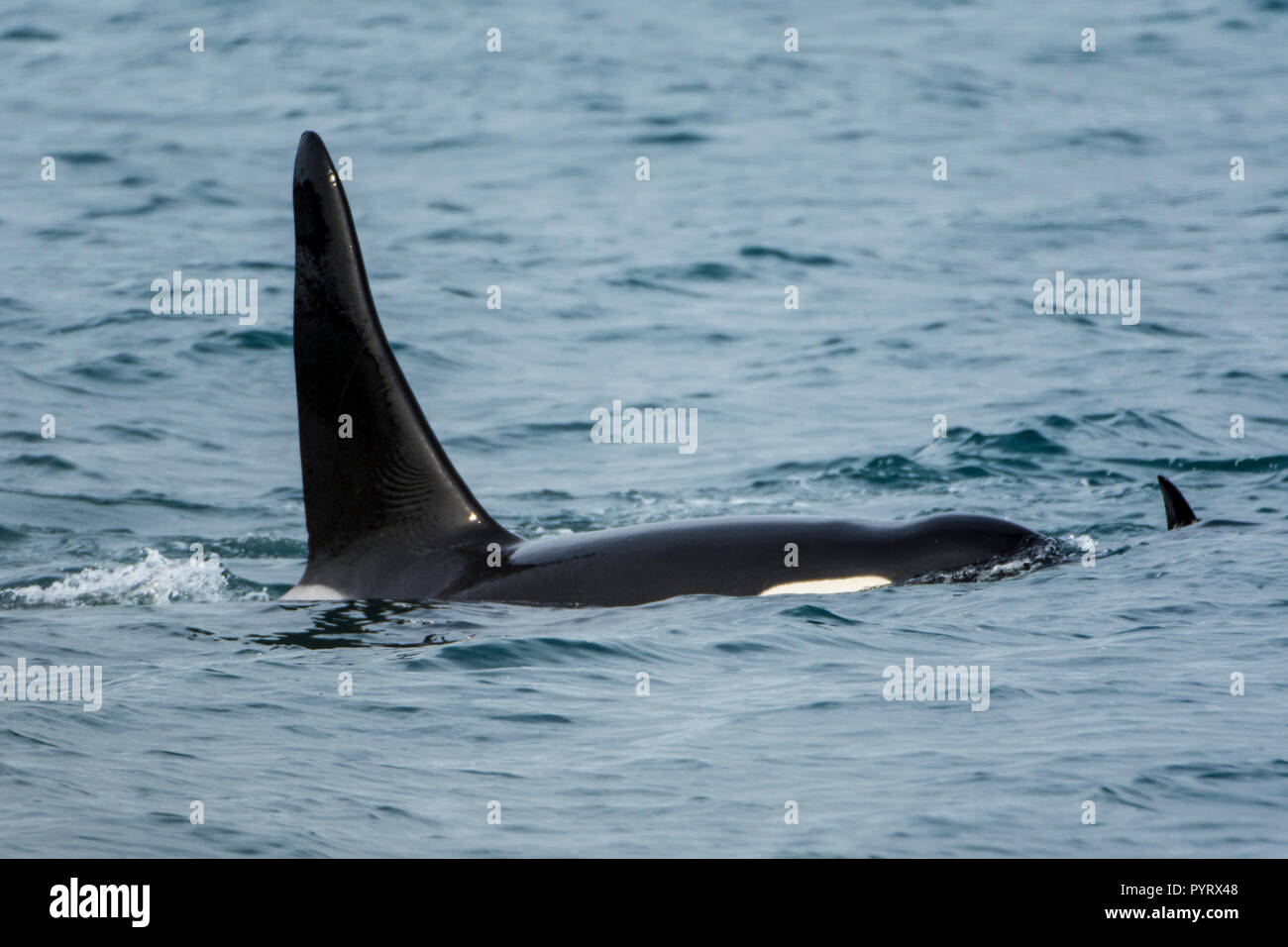 Killer whale or orca pod (Orcinus orca), Resurrection Bay, Kenai Fjords ...
