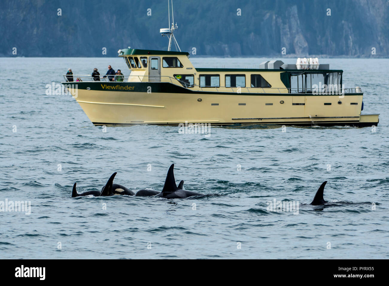 Killer whale or orca pod (Orcinus orca), Resurrection Bay, Kenai Fjords ...