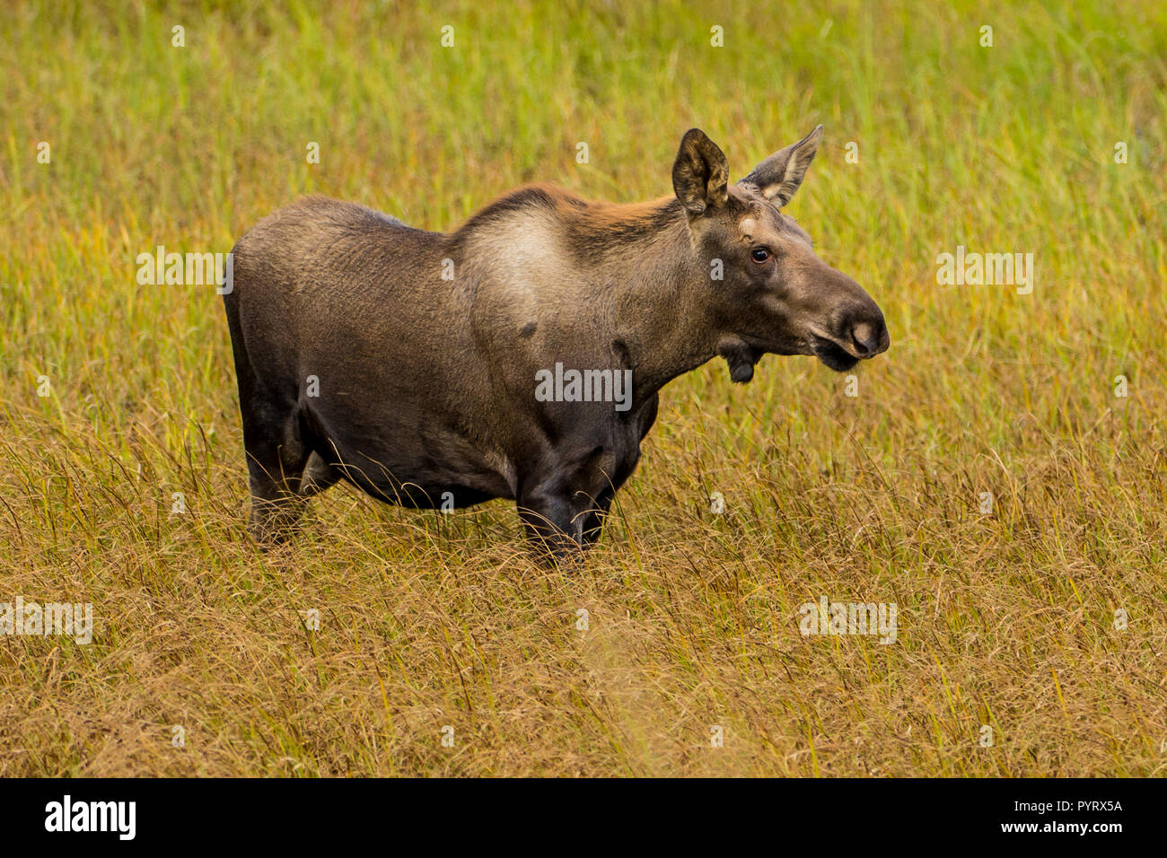 Alces alces gigas hi-res stock photography and images - Alamy