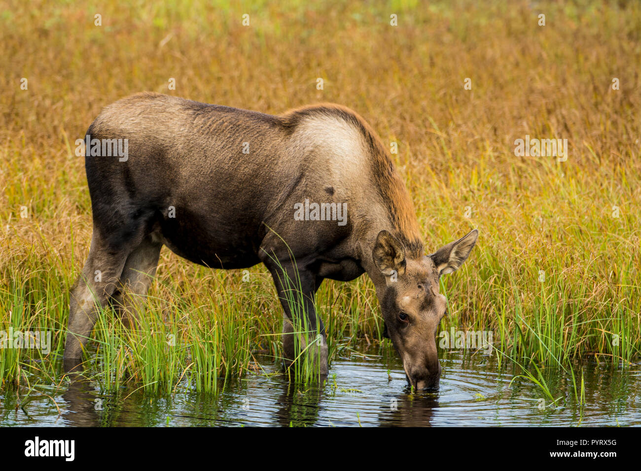 Alces alces gigas hi-res stock photography and images - Alamy
