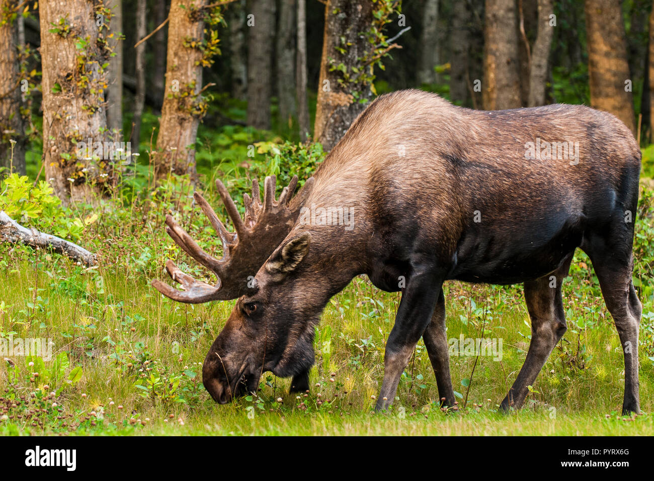 Alaskan bull moose hi-res stock photography and images - Alamy