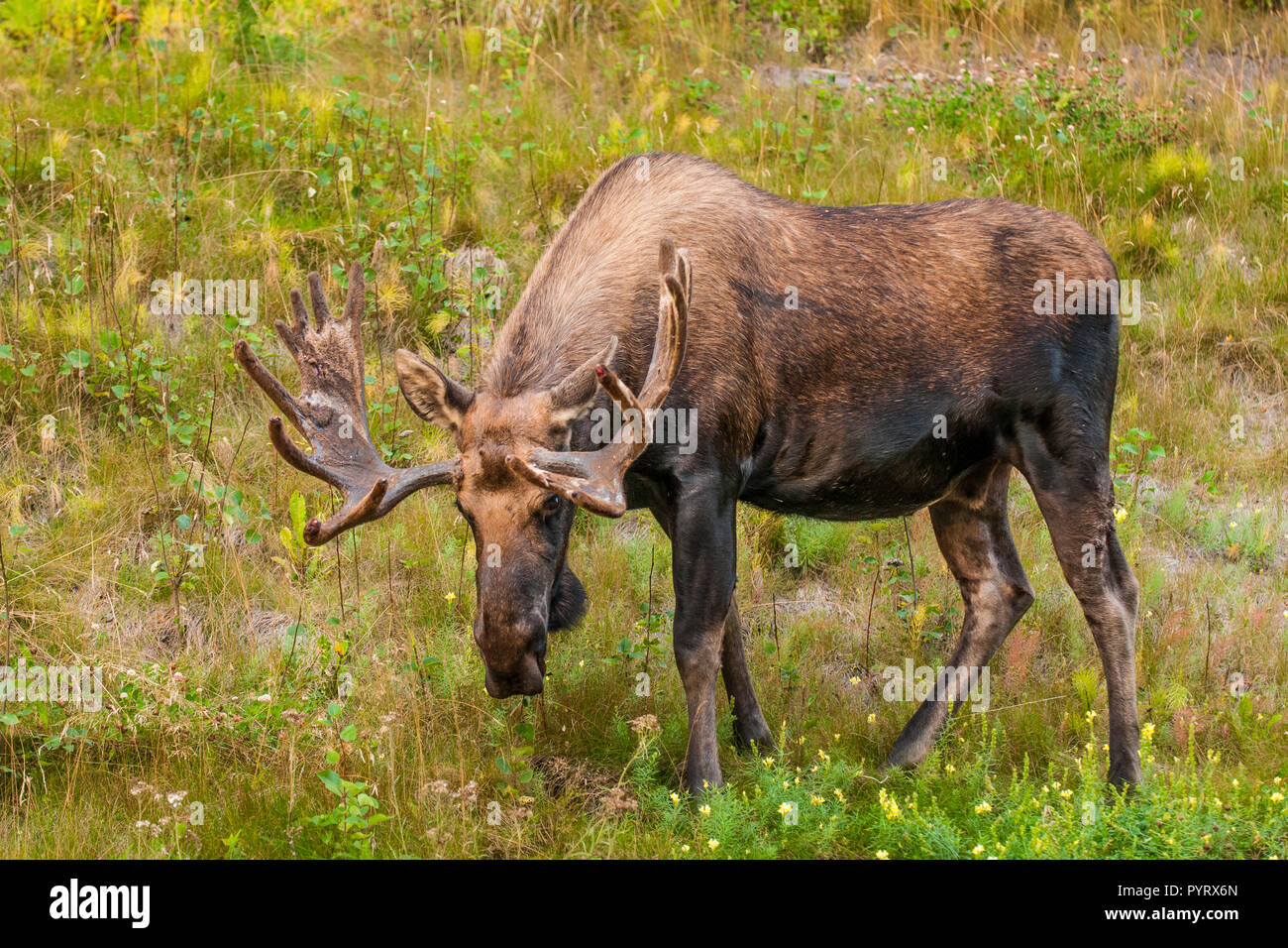 Alaskan bull moose hi-res stock photography and images - Alamy
