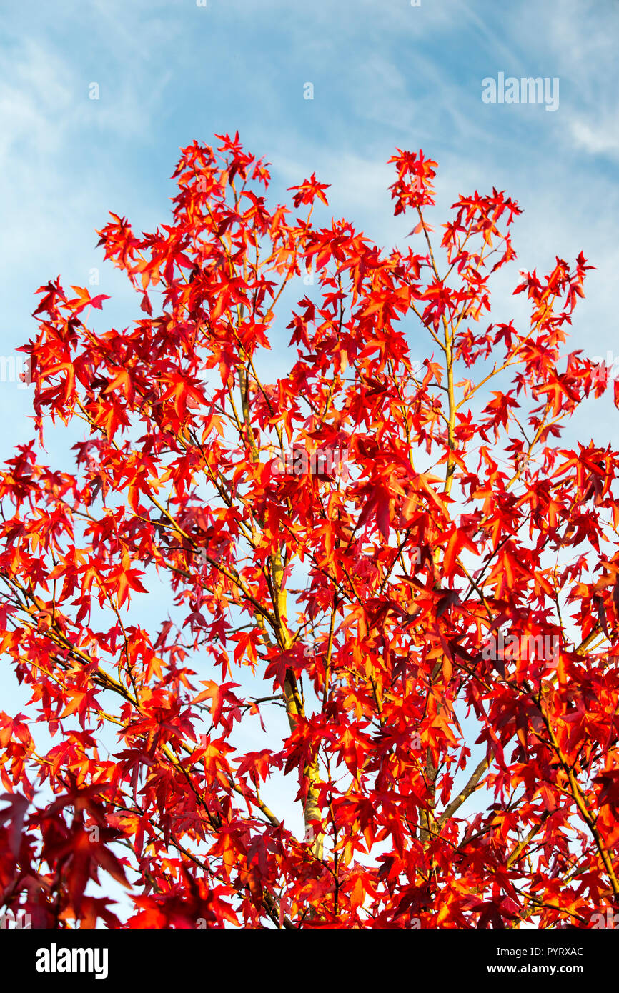 Liquid amber hi-res stock photography and images - Alamy