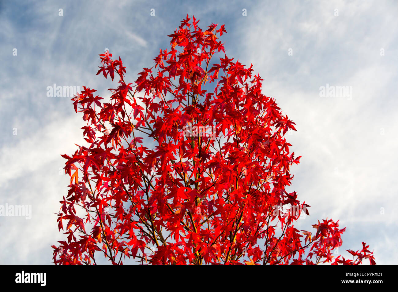 Liquid amber hi-res stock photography and images - Alamy