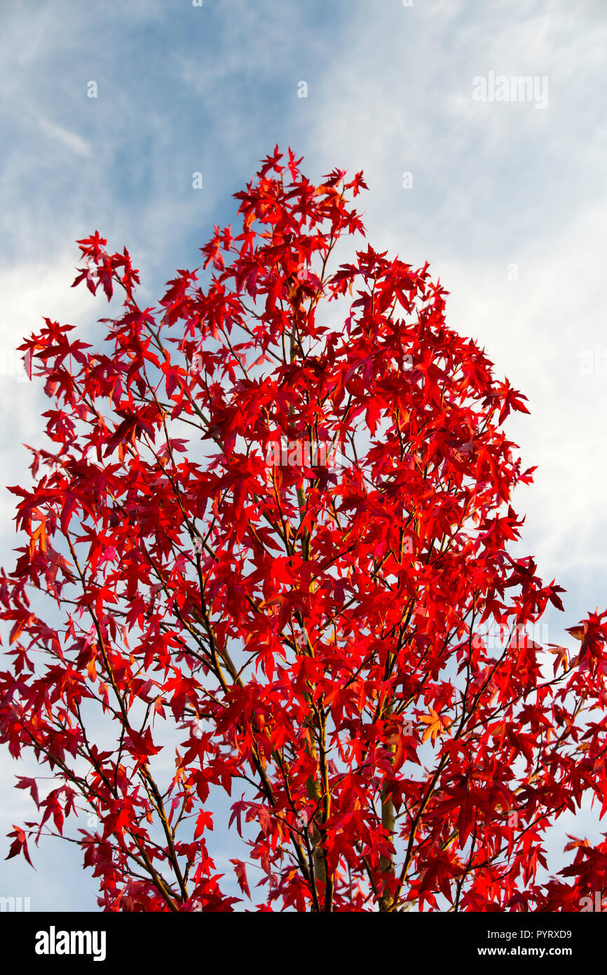 Liquid amber hi-res stock photography and images - Alamy
