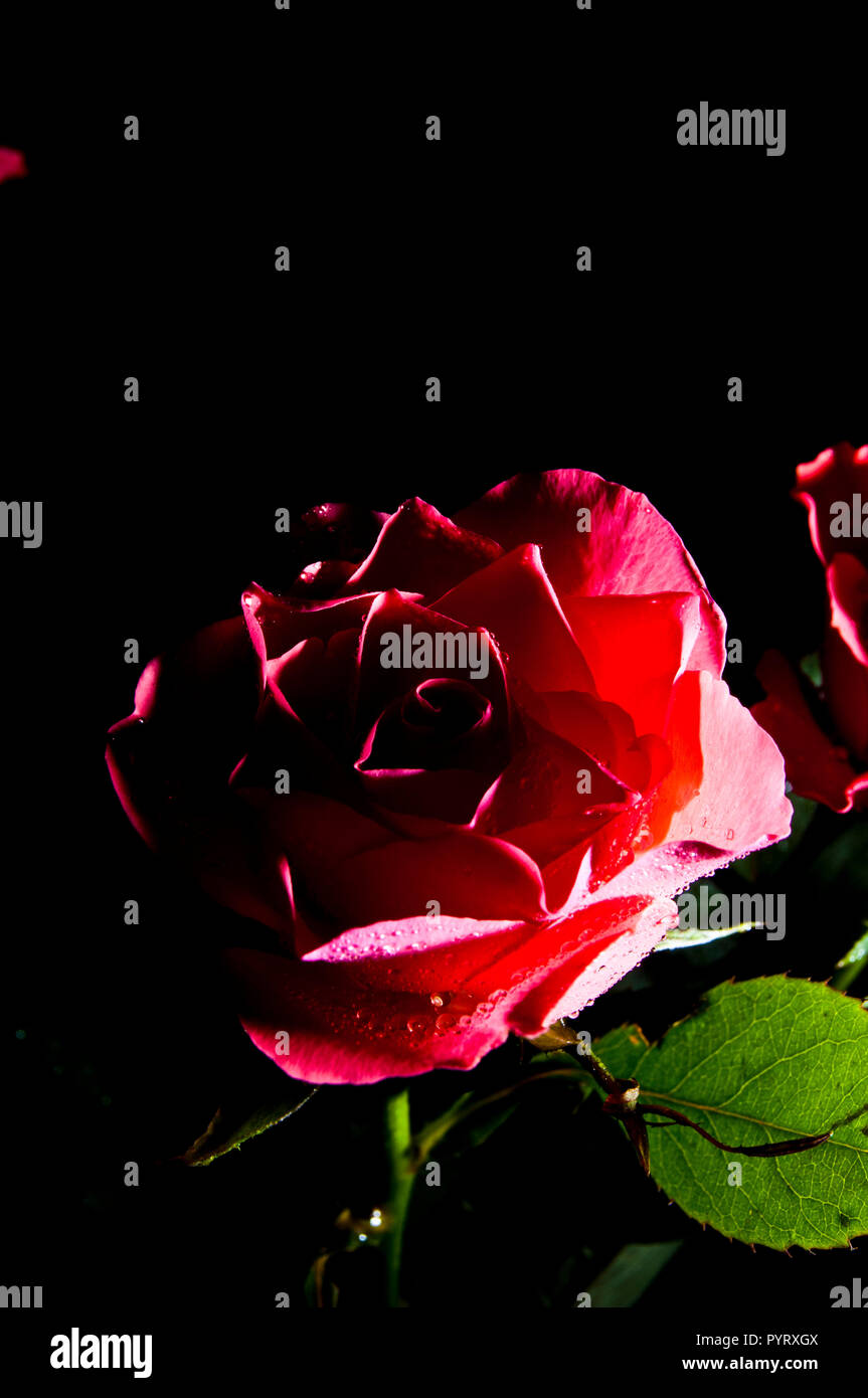 red rose Mister Lincoln or Hybrid Tea Rose flower Stock Photo - Alamy