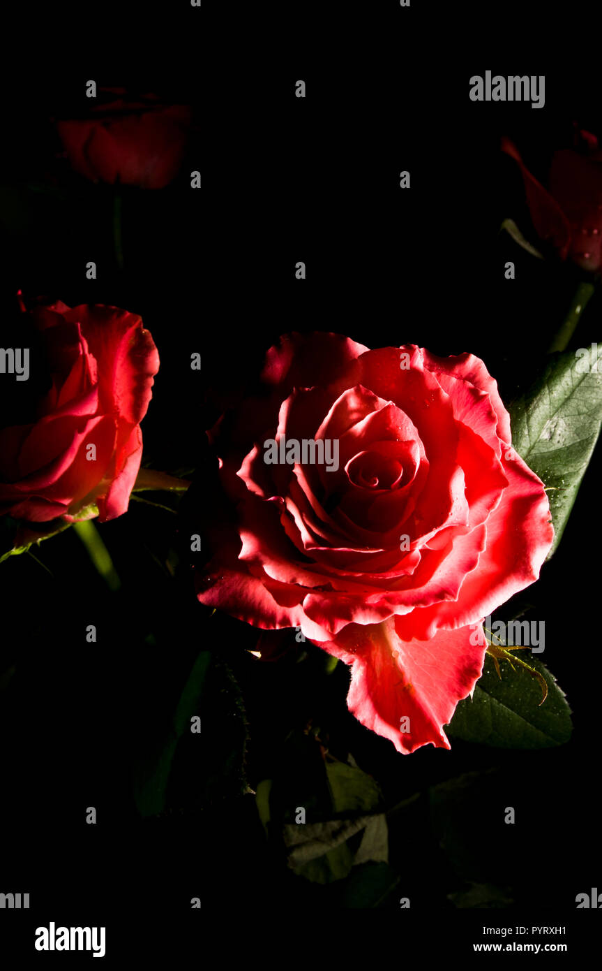 Roses hybrid hi-res stock photography and images - Alamy