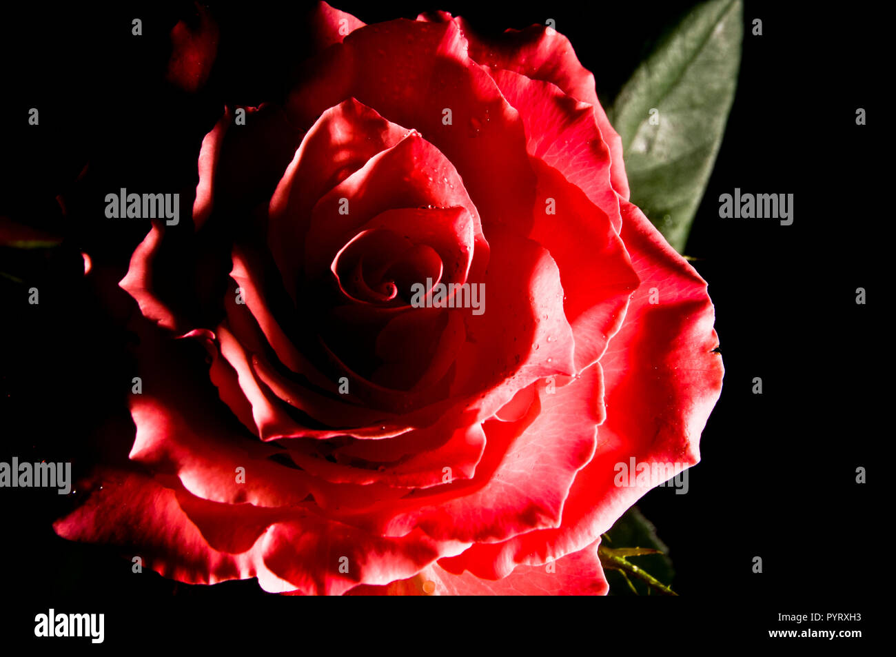 red rose Mister Lincoln or Hybrid Tea Rose flower Stock Photo - Alamy