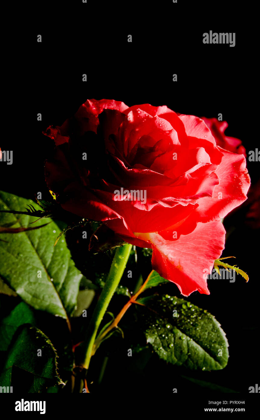red rose Mister Lincoln or Hybrid Tea Rose flower Stock Photo - Alamy
