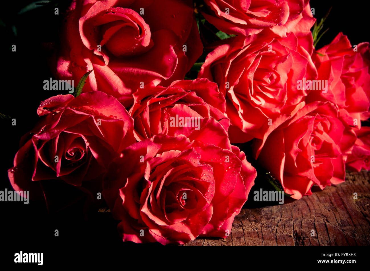 red roses or Hybrid tea roses flowers Stock Photo - Alamy