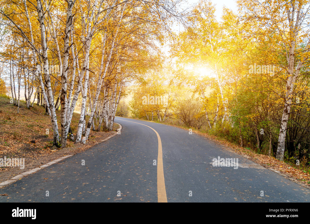 Empty road leading through fall foliage forest in the autumn Stock ...