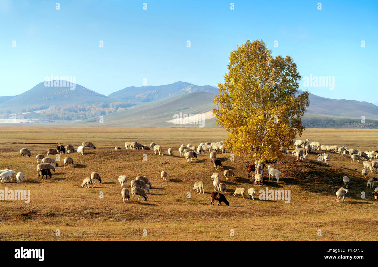China sheep inner mongolia hi-res stock photography and images - Alamy