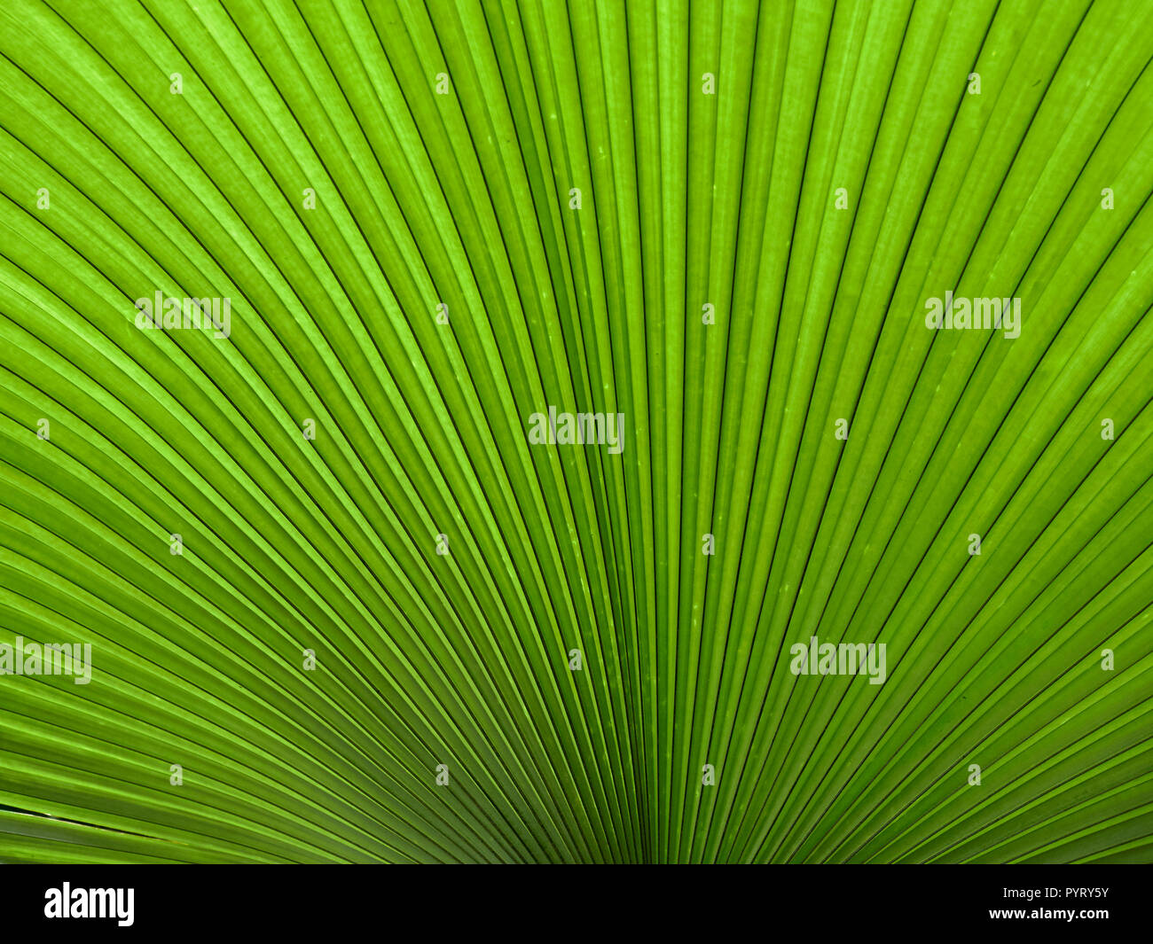 The Leaf of a White Elephant Palm, Kerriodoxa elegans at the Botanic ...