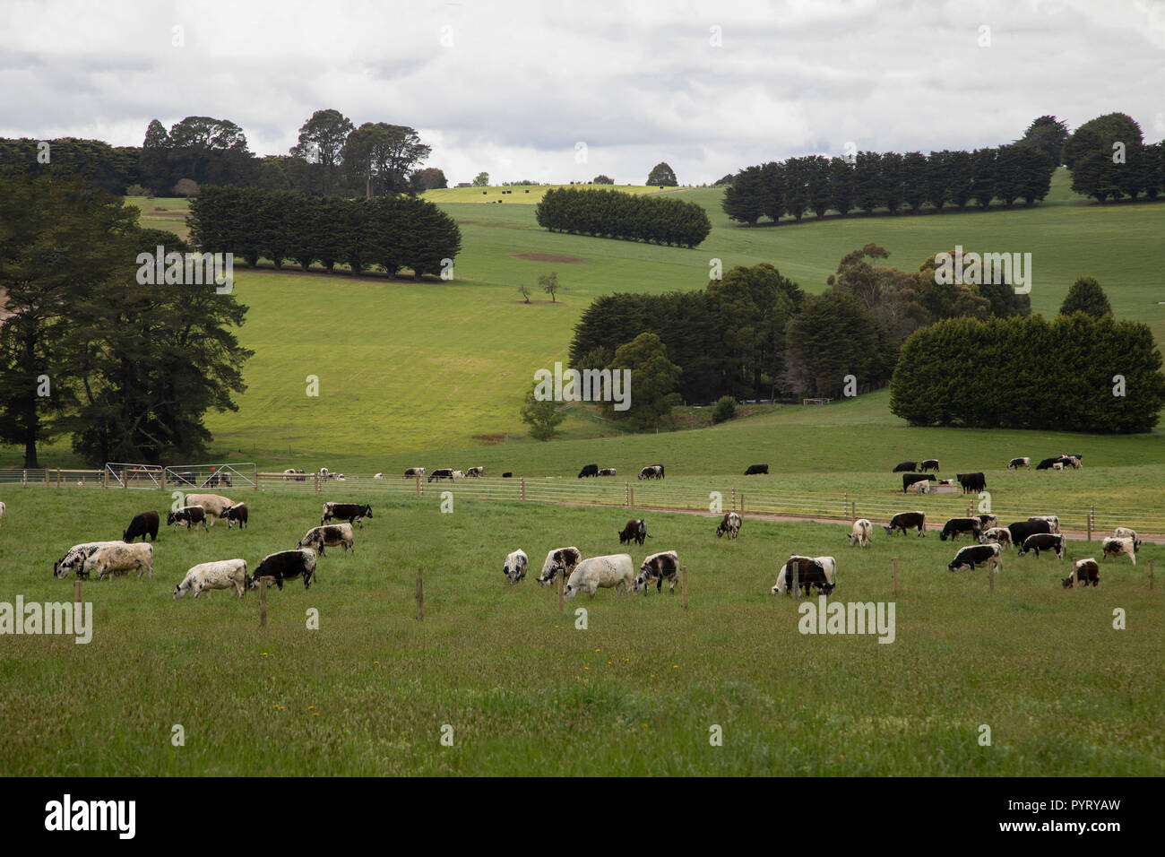 Lush Green Cattle Farm High Resolution Stock Photography and Images - Alamy