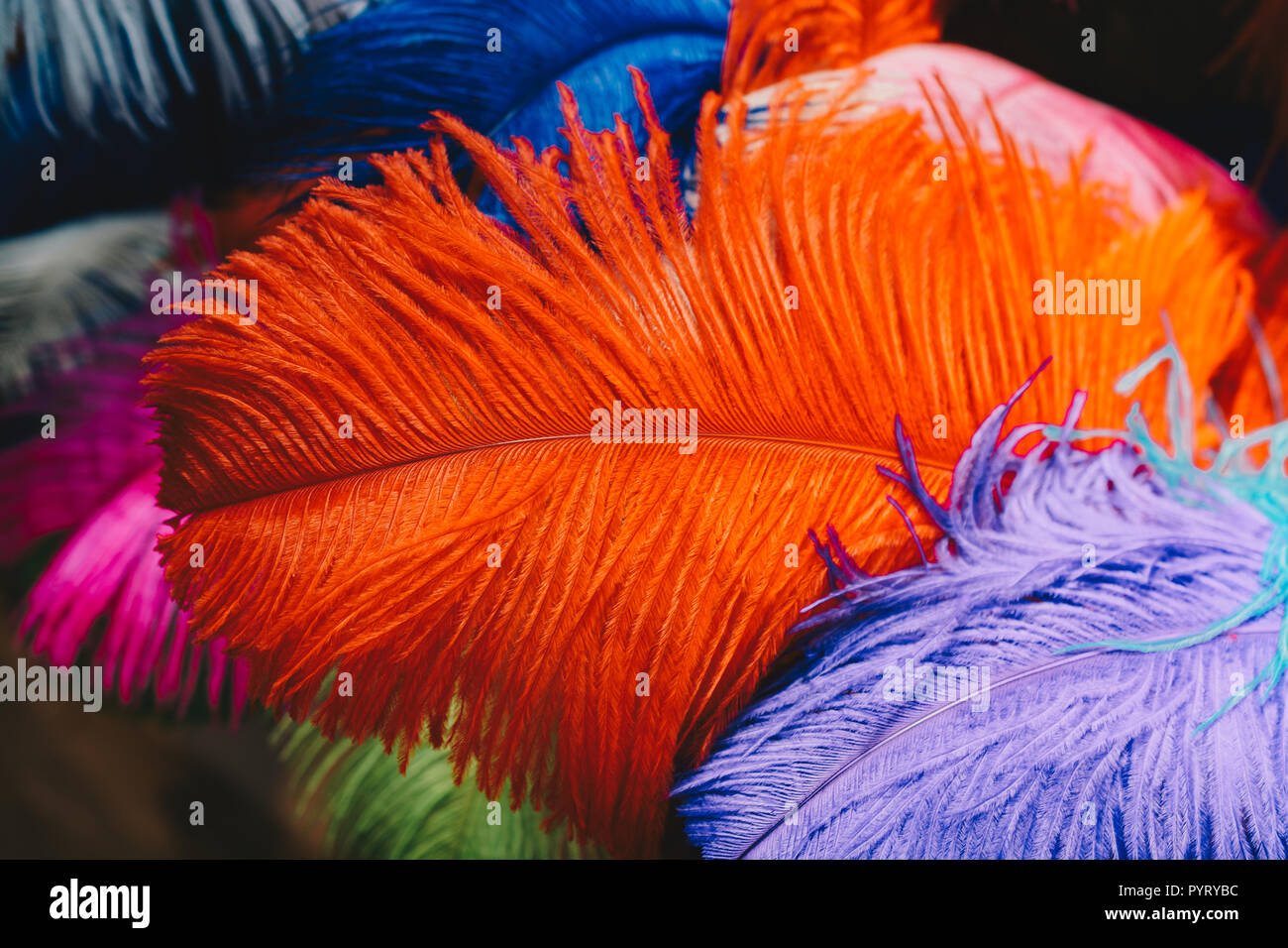 Collection of colored decorative feathers placed on white background ...