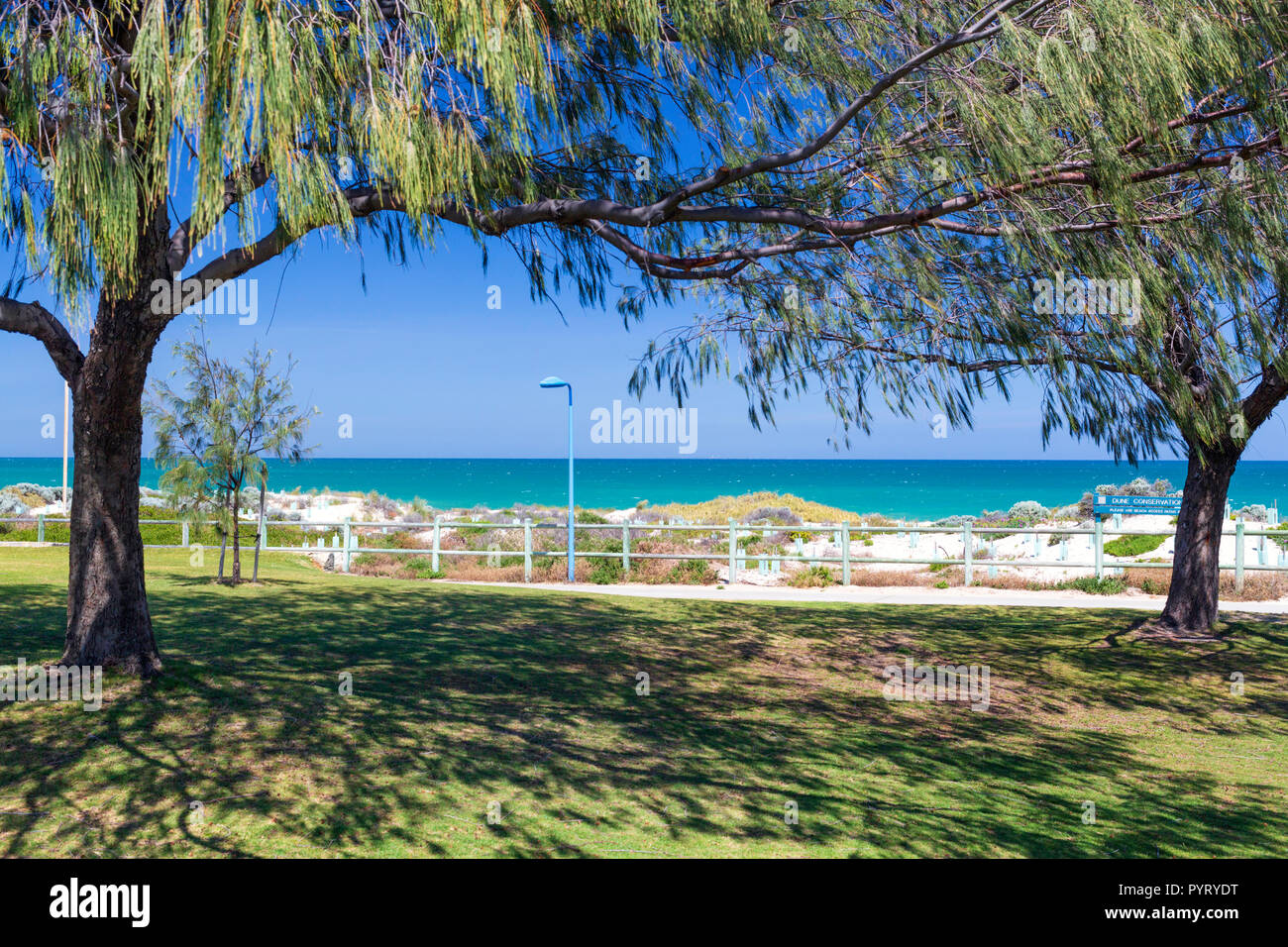 Swamp sheoak hi-res stock photography and images - Alamy