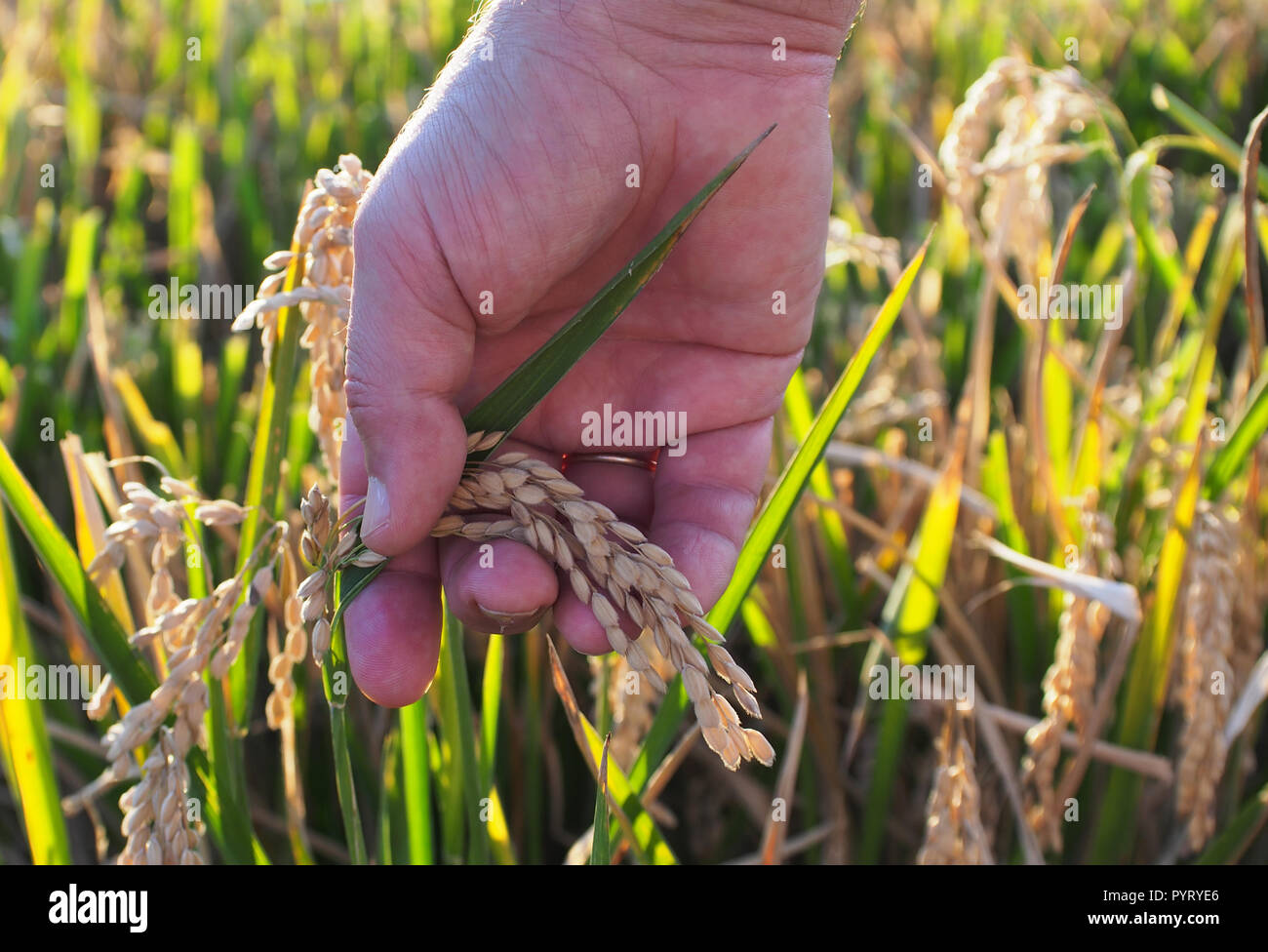 Picking rice in rice field Stock Photo - Alamy
