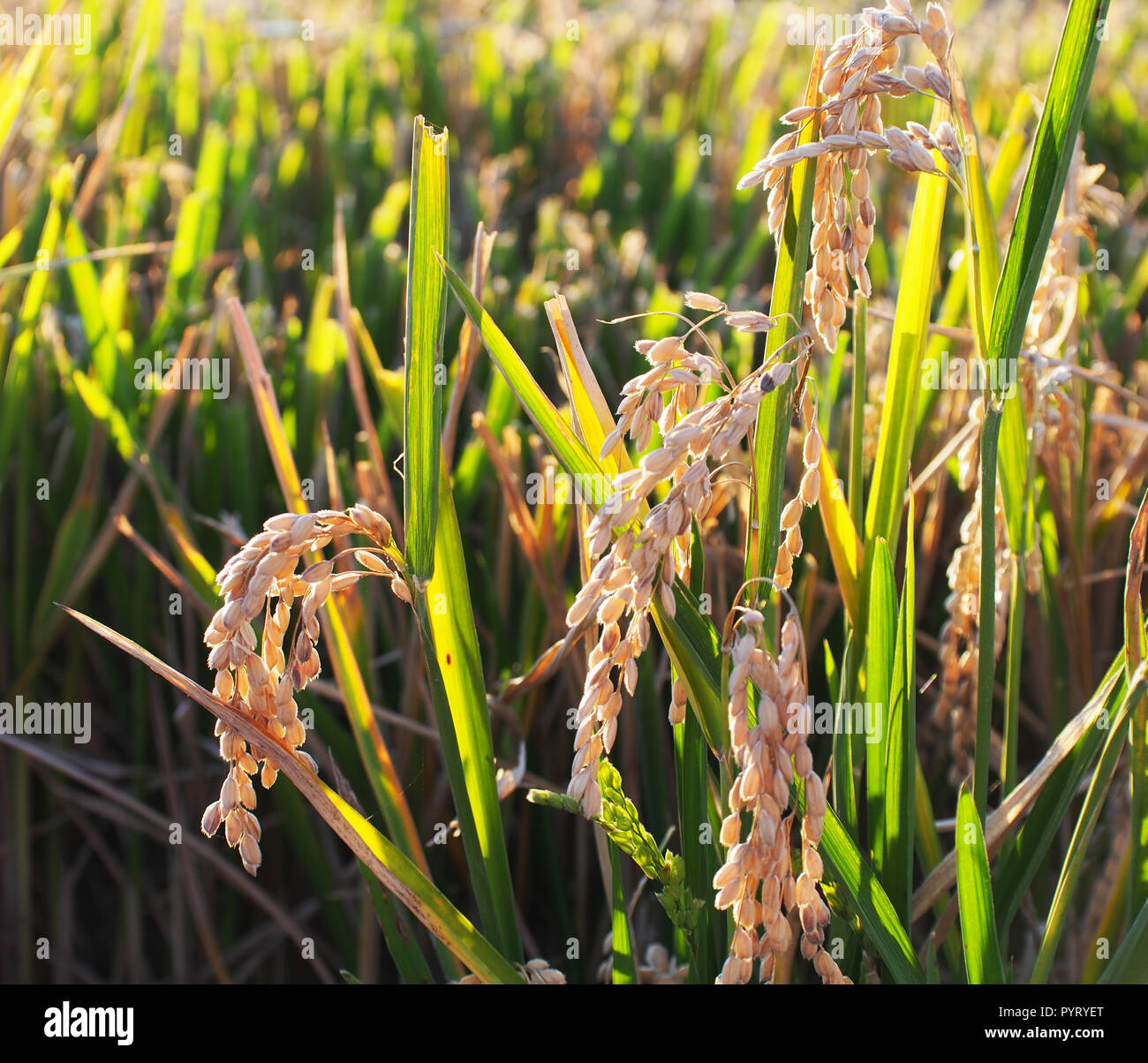 Picking rice in rice field Stock Photo - Alamy
