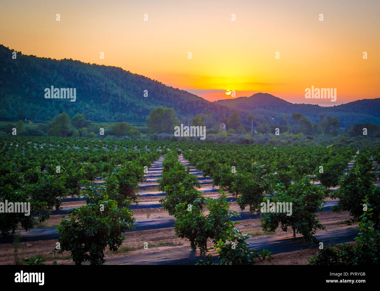 Sunset over the field with orange trees Stock Photo - Alamy