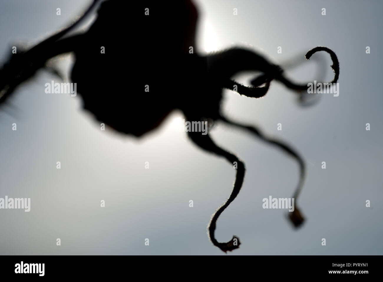 Kingdom plantae hi-res stock photography and images - Alamy