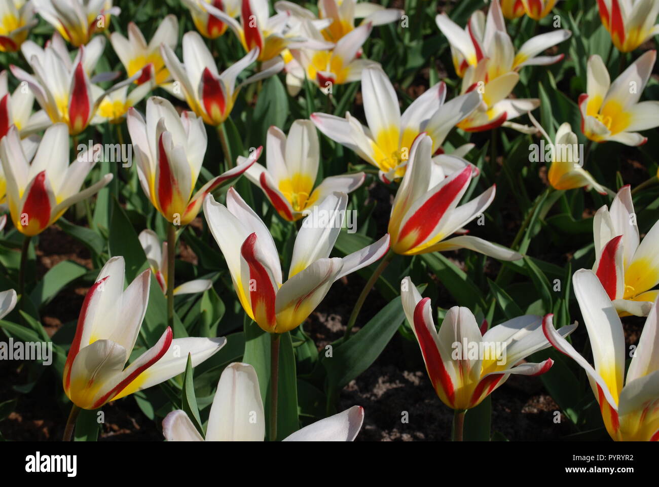 Tulips 'The First' (Tulip) Kaufmanniana Group grown in the park. Spring ...