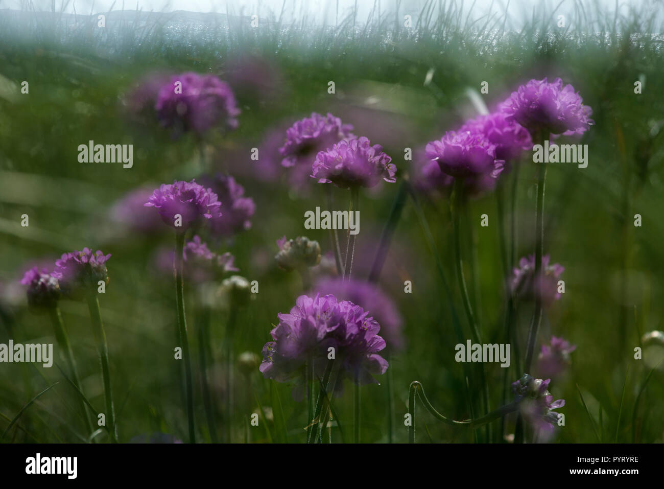 Photosynthetic eukaryotes hi-res stock photography and images - Alamy