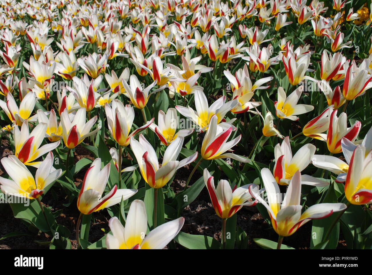 Tulips 'The First' (Tulip) Kaufmanniana Group grown in the park. Spring ...