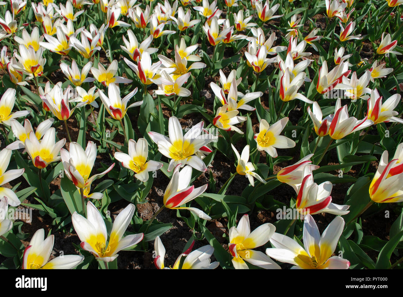 Tulip the first hi-res stock photography and images - Alamy