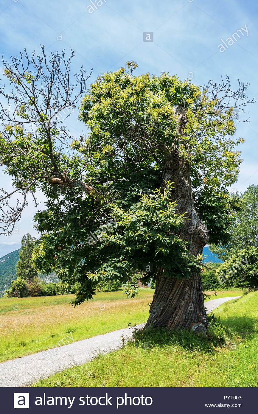 Twisted Tree Trunk Stock Photos & Twisted Tree Trunk Stock Images - Alamy