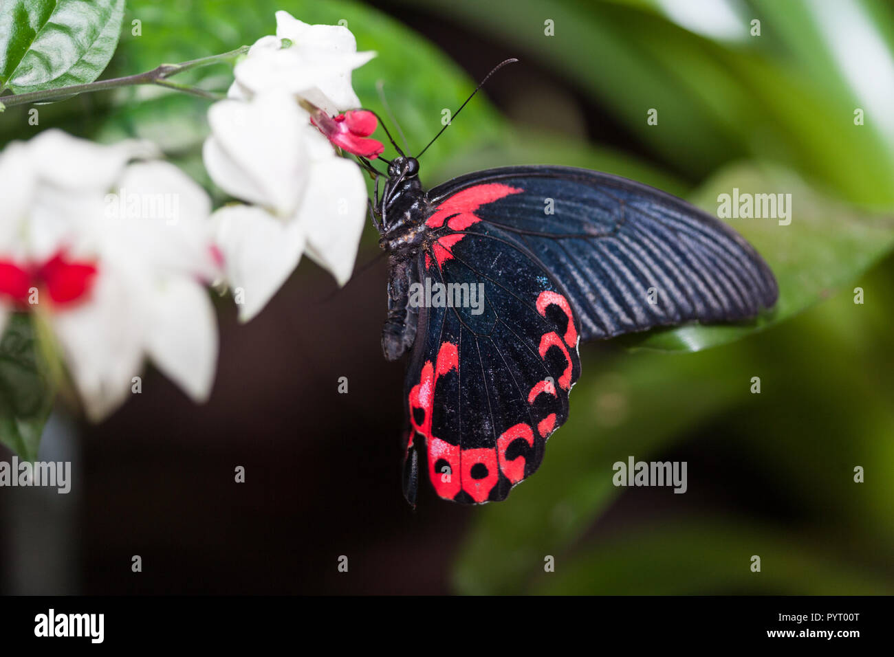 Scarlet swallowtail butterfly papilio rumanzovia hi-res stock ...