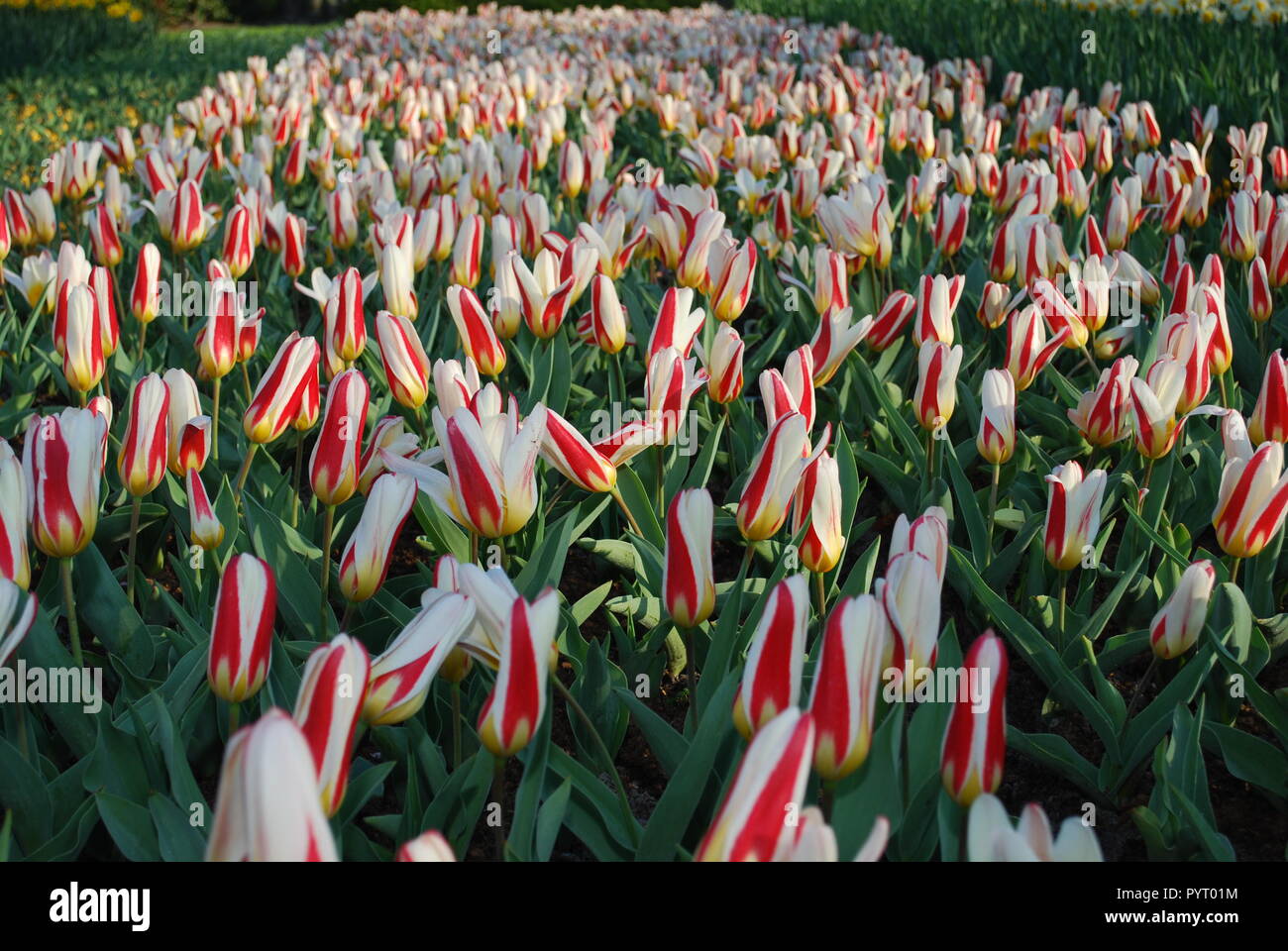 Tulips 'The First' (Tulip) Kaufmanniana Group grown in the park. Spring ...