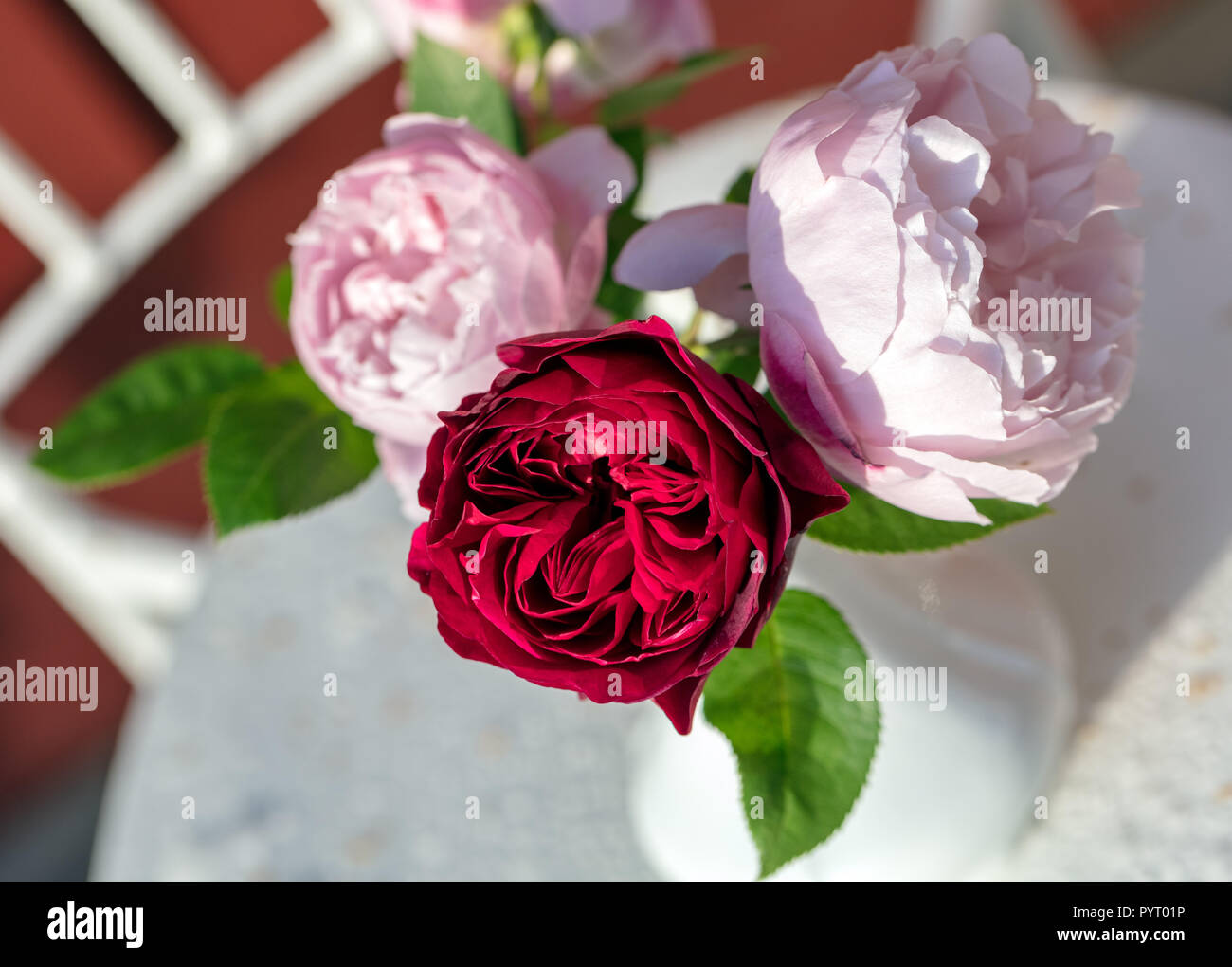 'LD Braithwaite, Auscrim' Austin Rose, Engelsk ros (Rosa Stock Photo ...