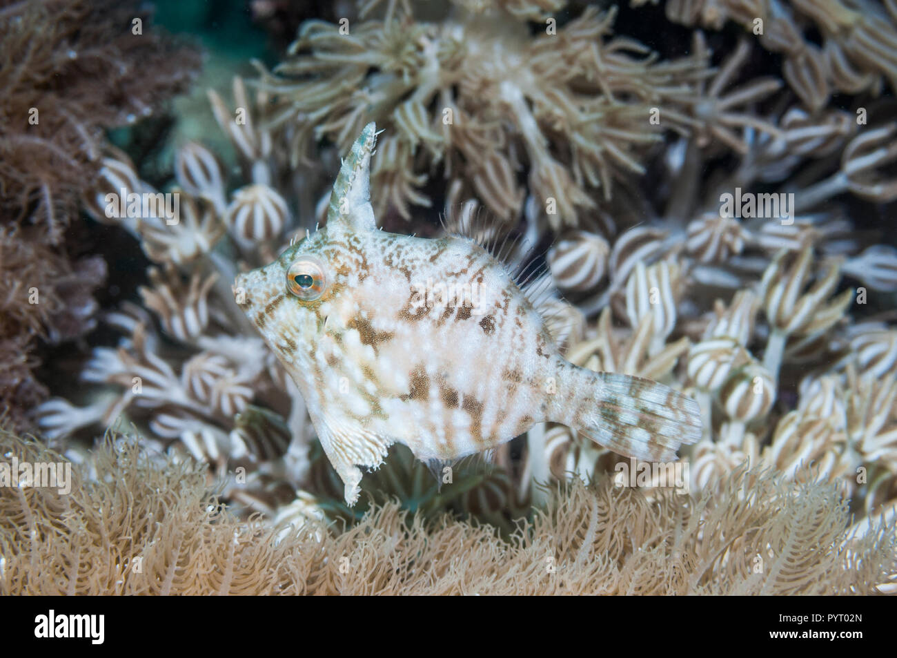 Radial filefish [Acreichthys radiatus] amongst soft coral polyps [Xenia ...