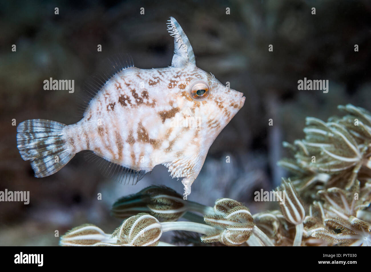 Radial filefish [Acreichthys radiatus] amongst soft coral polyps [Xenia ...