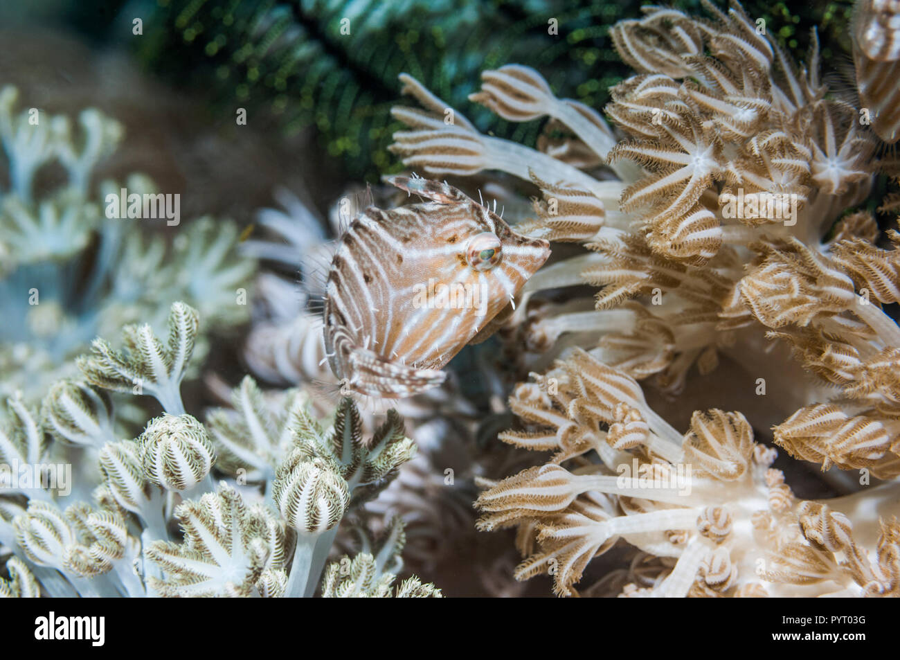 Radial filefish [Acreichthys radiatus] amongst soft coral polyps [Xenia ...