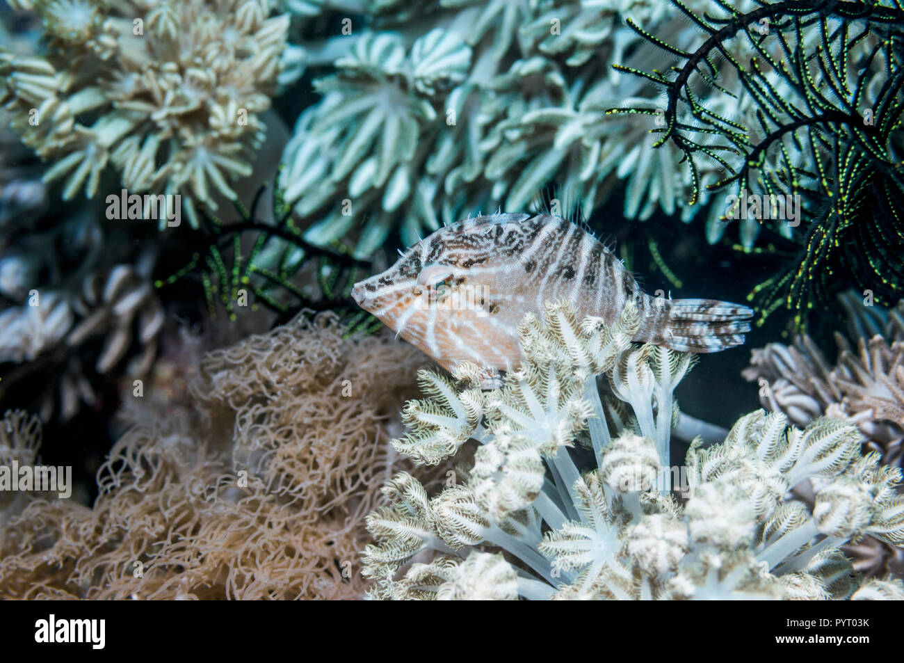 Radial filefish [Acreichthys radiatus] amongst soft coral polyps [Xenia ...