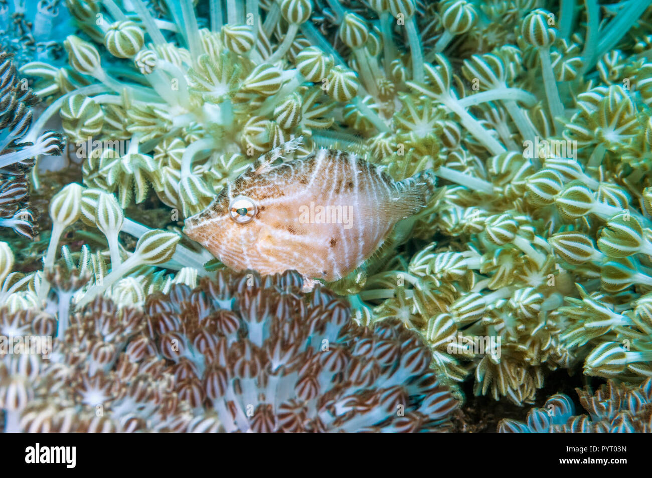 Radial filefish [Acreichthys radiatus] amongst soft coral polyps [Xenia ...