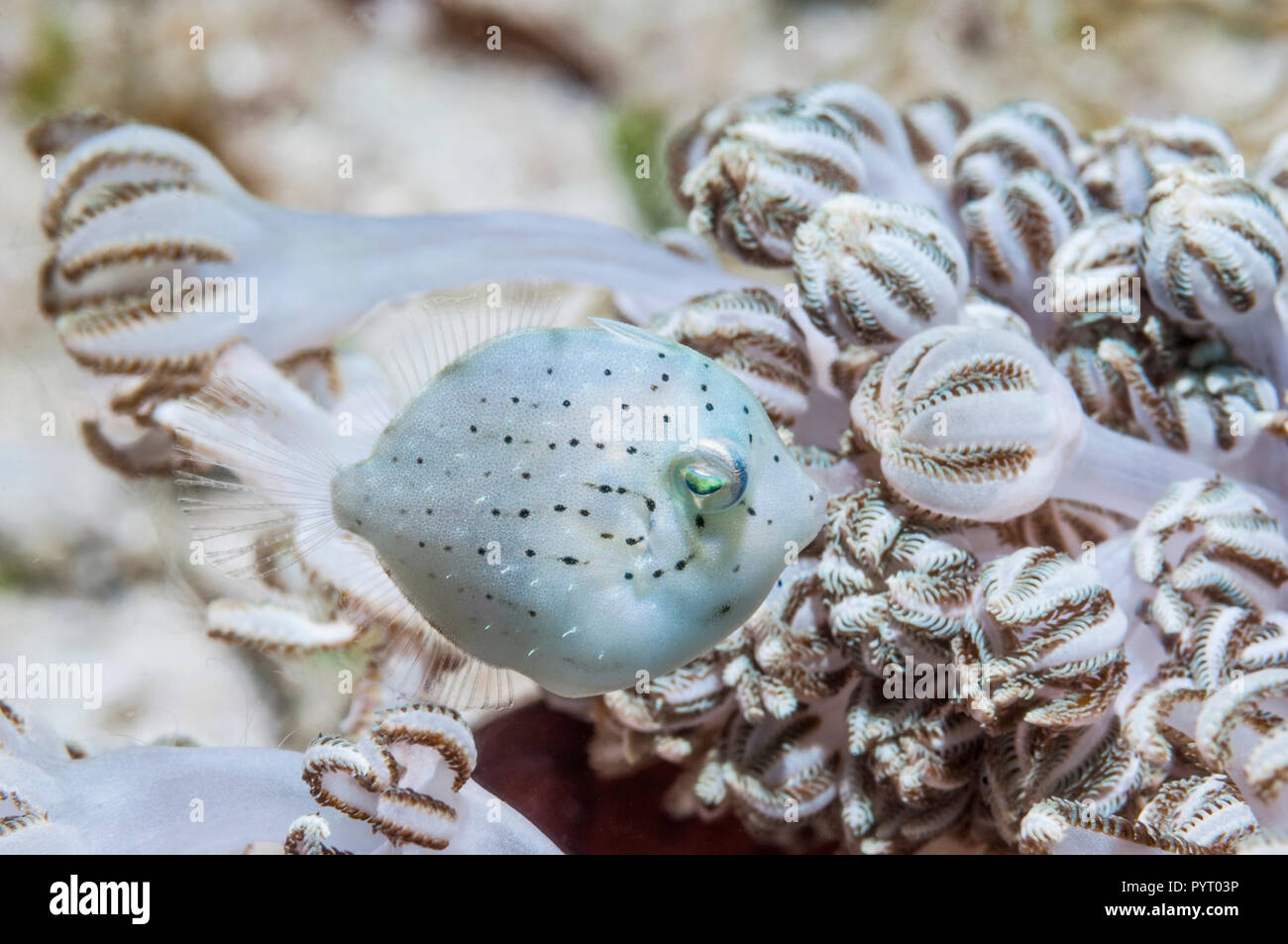 Taylor's pygmy leatherjacket, Taylor's inflator filefish or Puffer ...