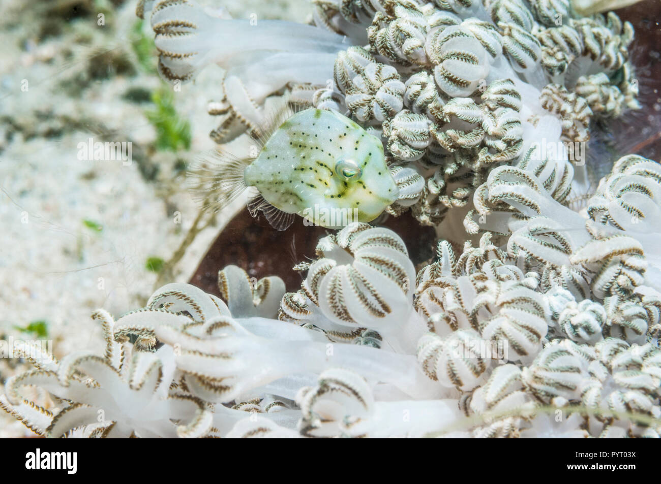Taylor's pygmy leatherjacket, Taylor's inflator filefish or Puffer ...