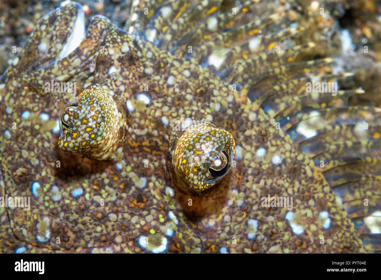 Leopard flounder [Bothus pantherinus]. Lembeh Strait, North Sulawesi ...