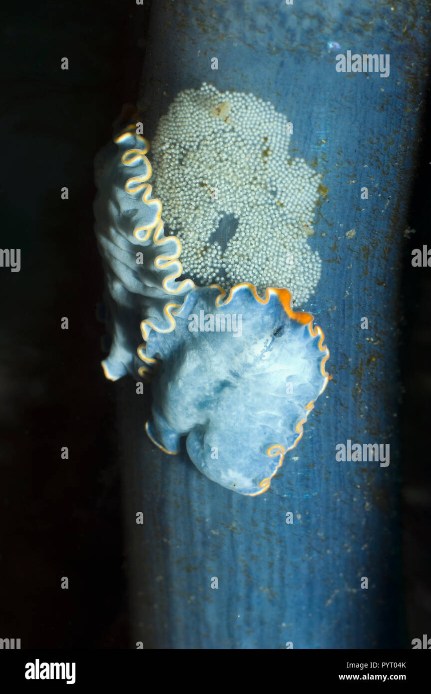 Flatworms mating hi-res stock photography and images - Alamy