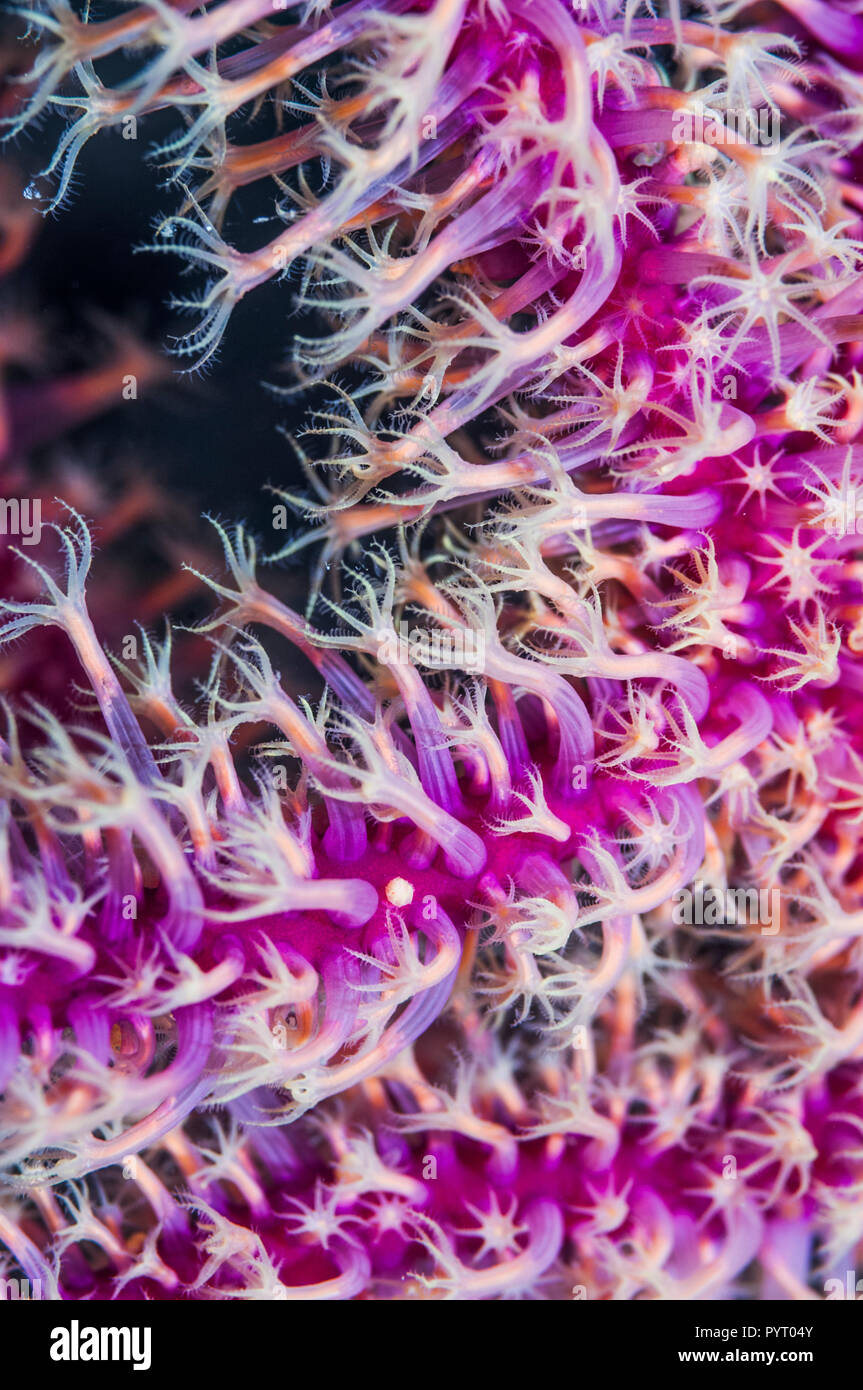 Polyps on gorgonian fan coral [Paraplexaura cimenia]. West Papua ...