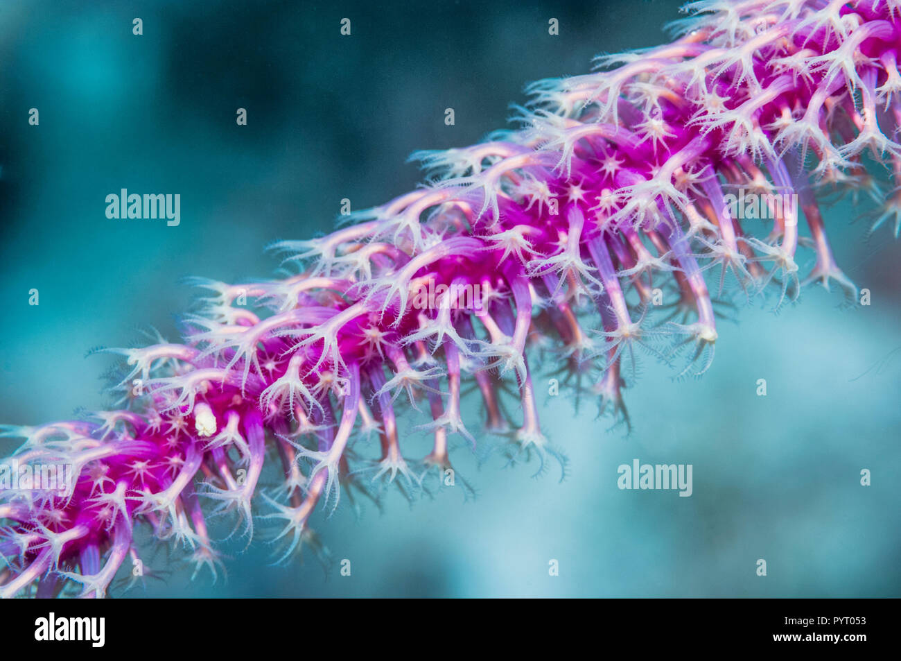 Polyps on gorgonian fan coral [Paraplexaura cimenia]. West Papua ...