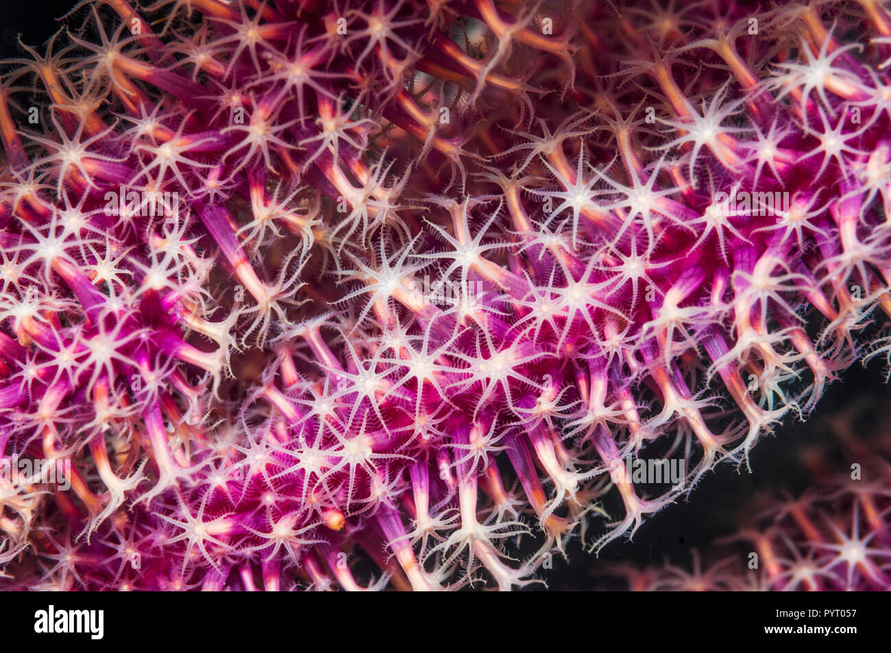 Polyps on gorgonian fan coral [Paraplexaura cimenia]. West Papua ...