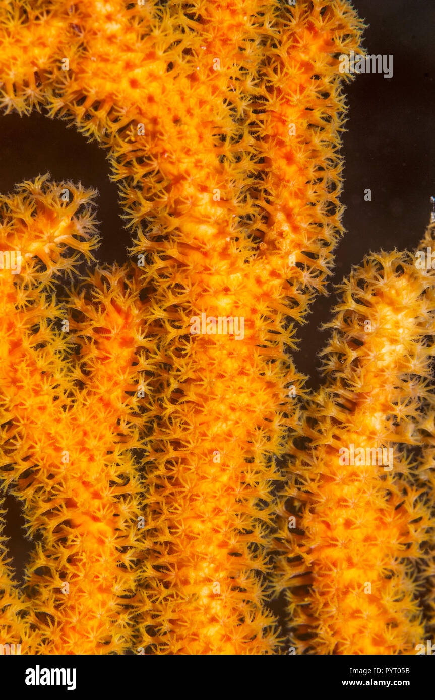 Polyps on gorgonian fan coral. West Papua, Indonesia Stock Photo - Alamy